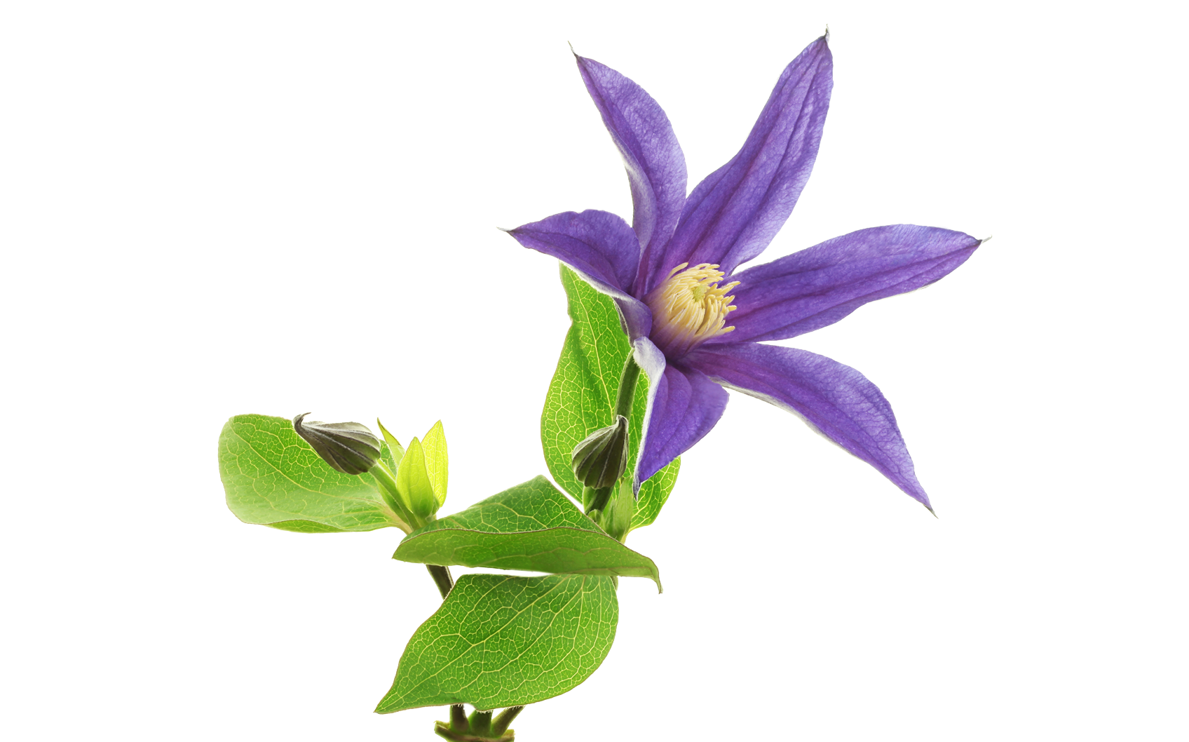 Buy Clematis amazing oslo wholesale in Dubai | Gulf Flowers