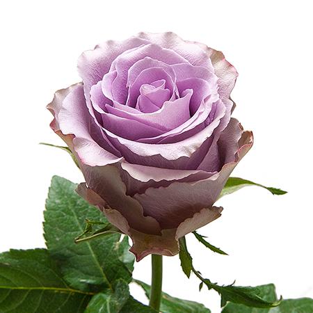 Buy Rose grey knights wholesale in Dubai | Gulf Flowers