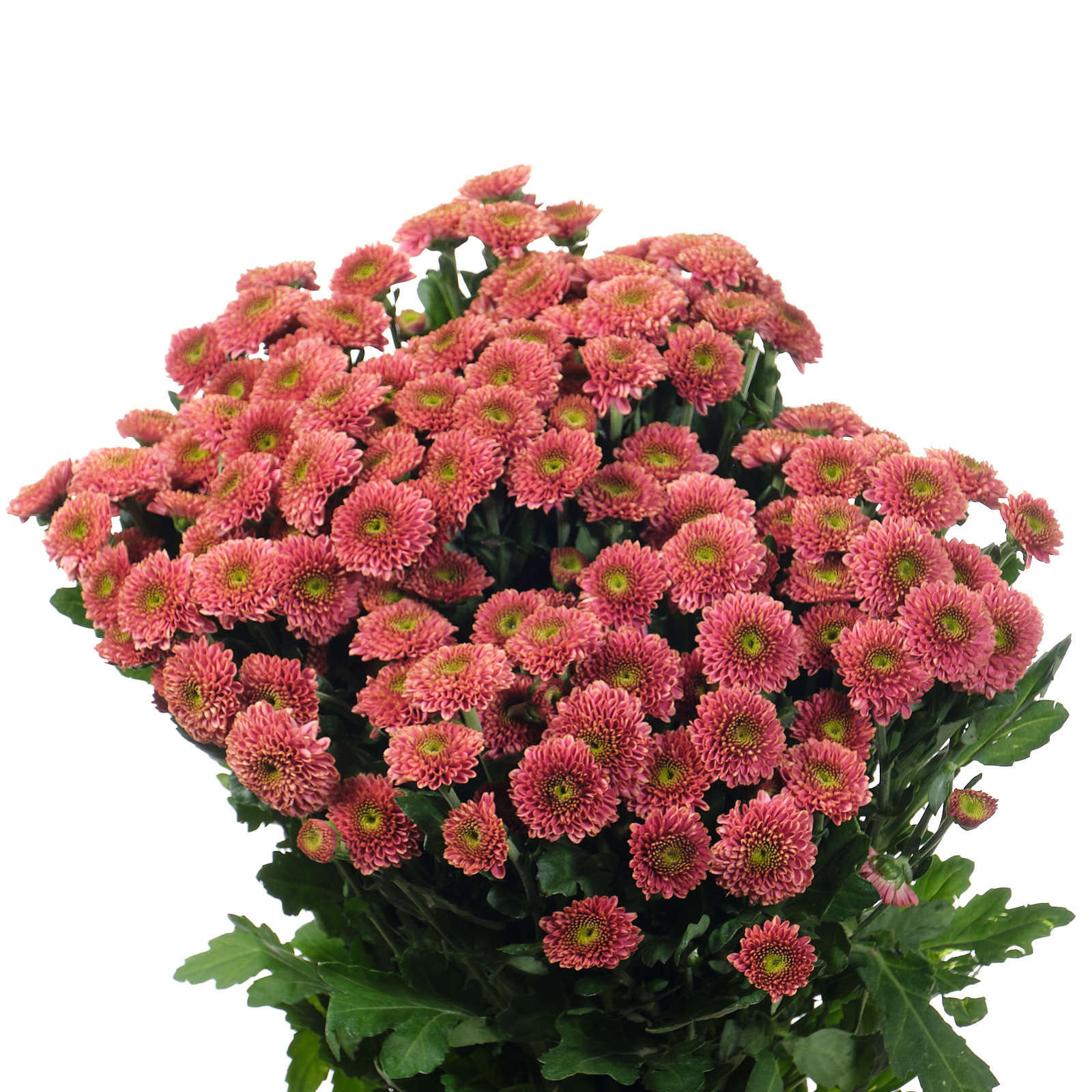 Buy Chrysanthemum santini doria cherry wholesale in Dubai | Gulf Flowers