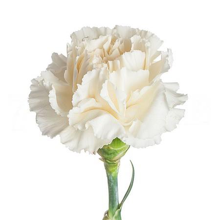 Buy Carnation rodas crème wholesale in Dubai | Gulf Flowers