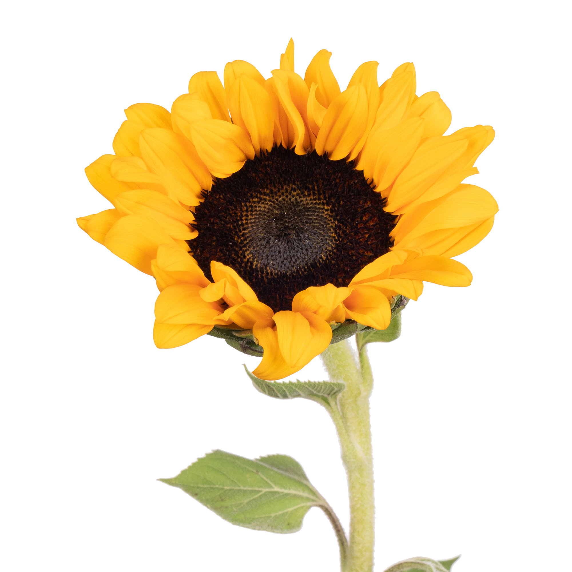 Buy Helianthus orange fire wholesale in Dubai | Gulf Flowers
