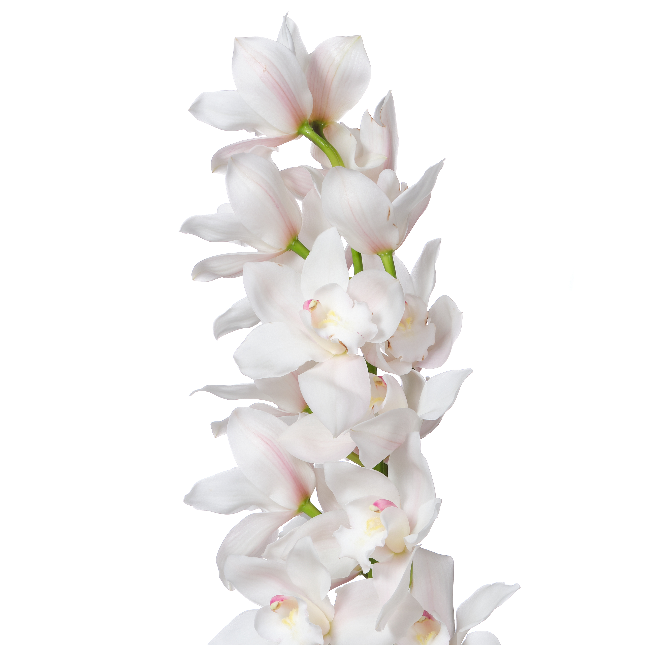 Buy Cymbidium white pompei wholesale in Dubai | Gulf Flowers