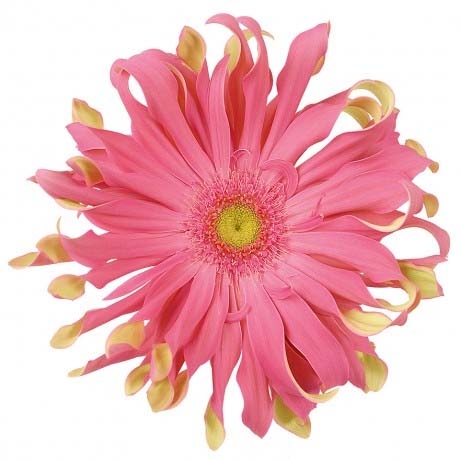 Buy Gerbera pasta toscana wholesale in Dubai | Gulf Flowers