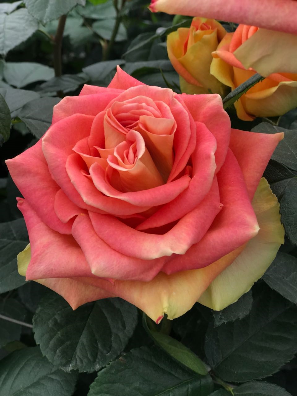 Buy Rose grandiosa wholesale in Dubai | Gulf Flowers