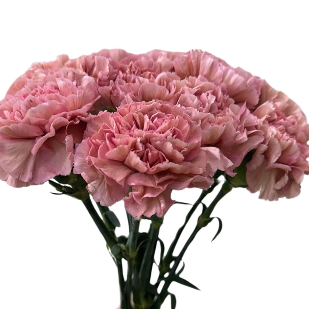 Buy Carnation lege wholesale in Dubai | Gulf Flowers