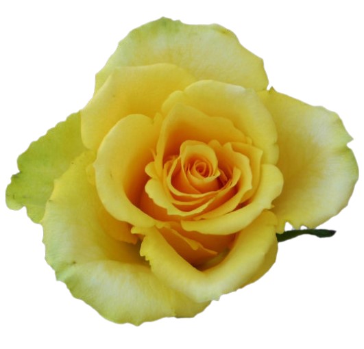 Buy Rose idole wholesale in Dubai | Gulf Flowers