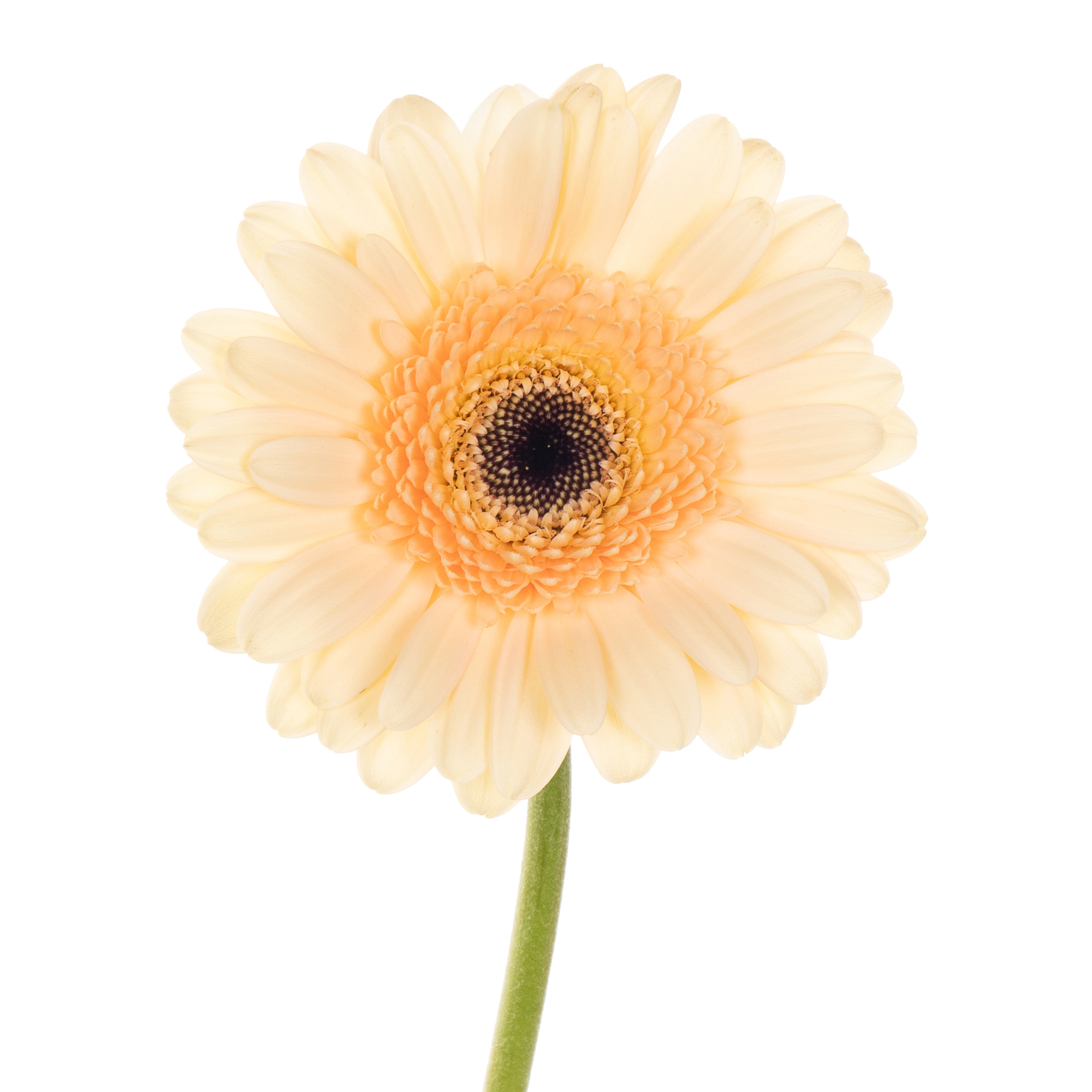 Buy Gerbera Mini mindset wholesale in Dubai | Gulf Flowers