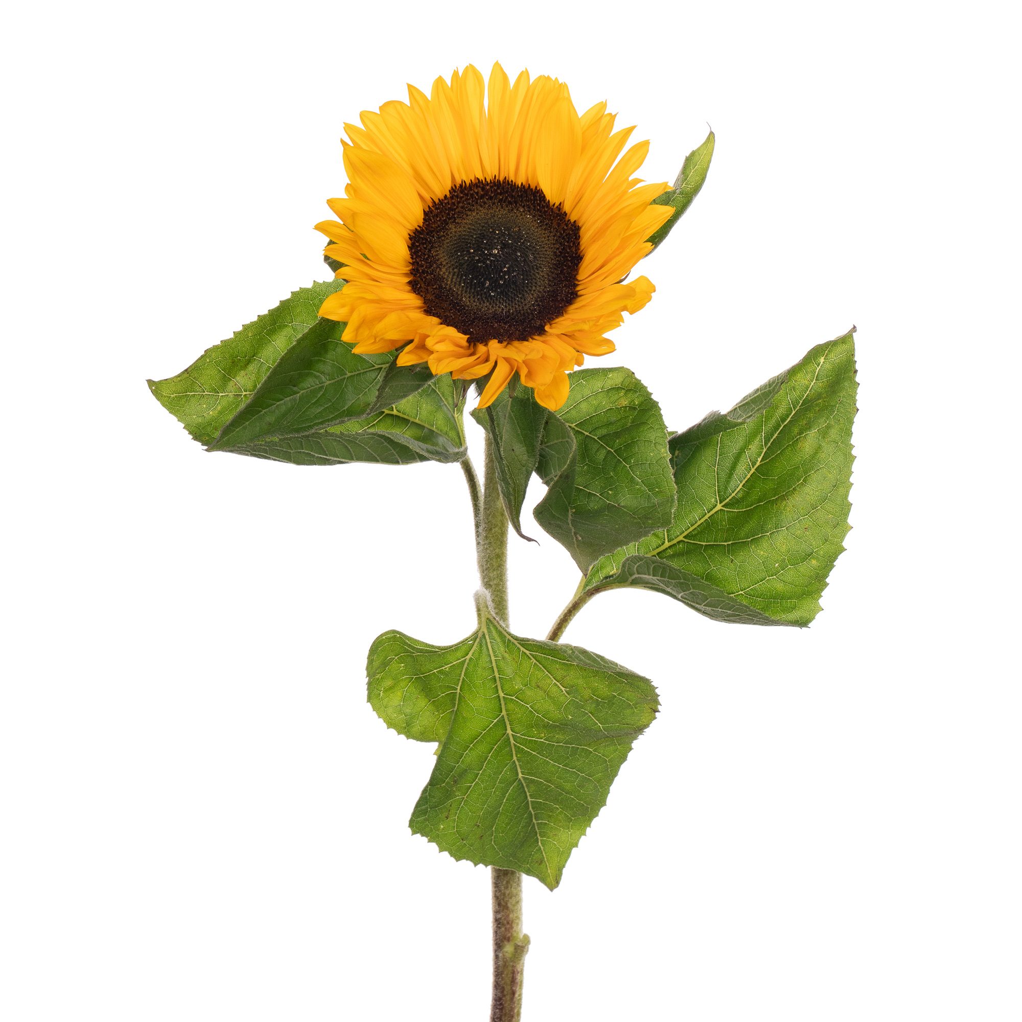 Buy Helianthus sunrich provence wholesale in Dubai | Gulf Flowers