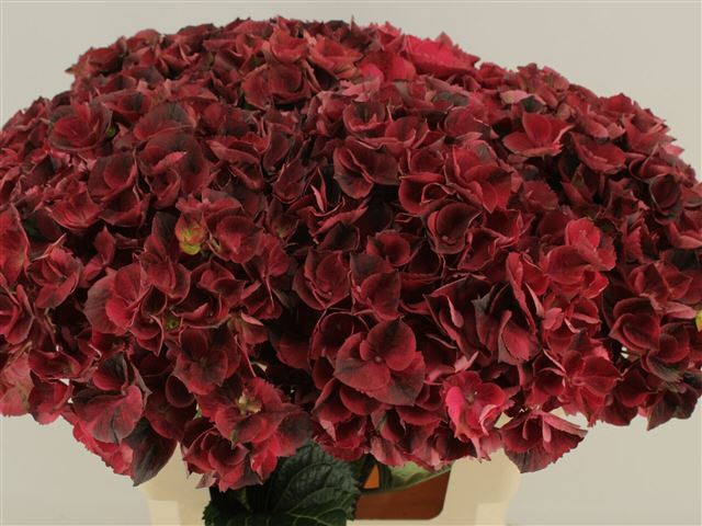 Buy Hydrangea magical dark ruby wholesale in Dubai | Gulf Flowers