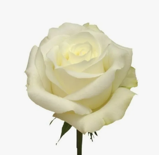 Buy Rose mia wholesale in Dubai | Gulf Flowers