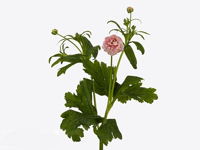 Buy Ranunculus butterfly hera wholesale in Dubai | Gulf Flowers