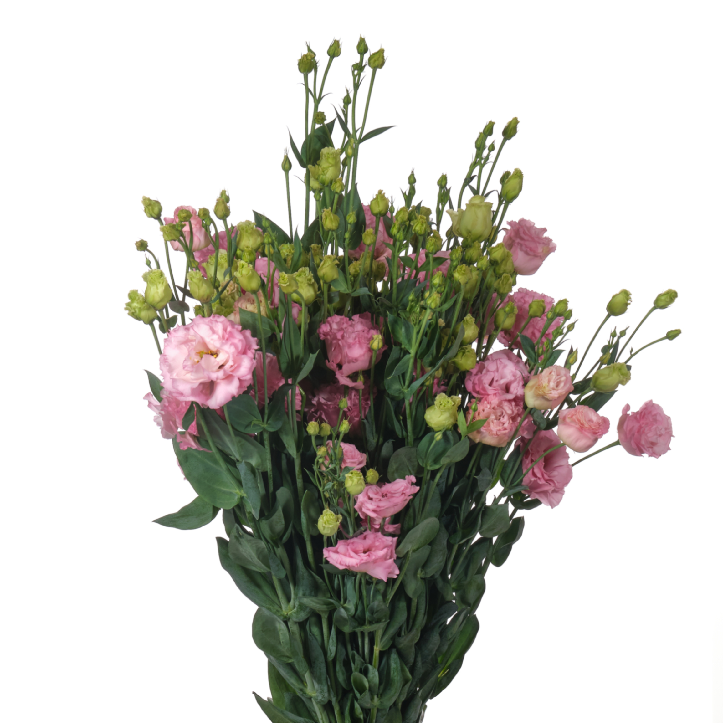 Buy Eustoma double wave rose wholesale in Dubai | Gulf Flowers
