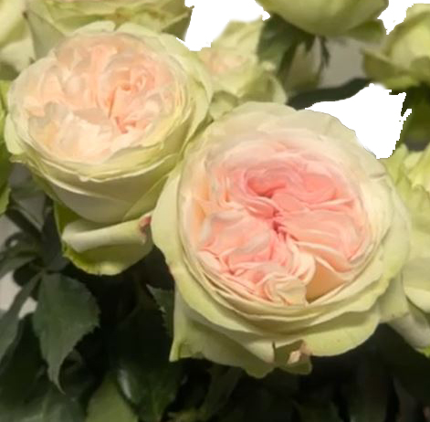 Buy Rose lorena summerhouse wholesale in Dubai | Gulf Flowers
