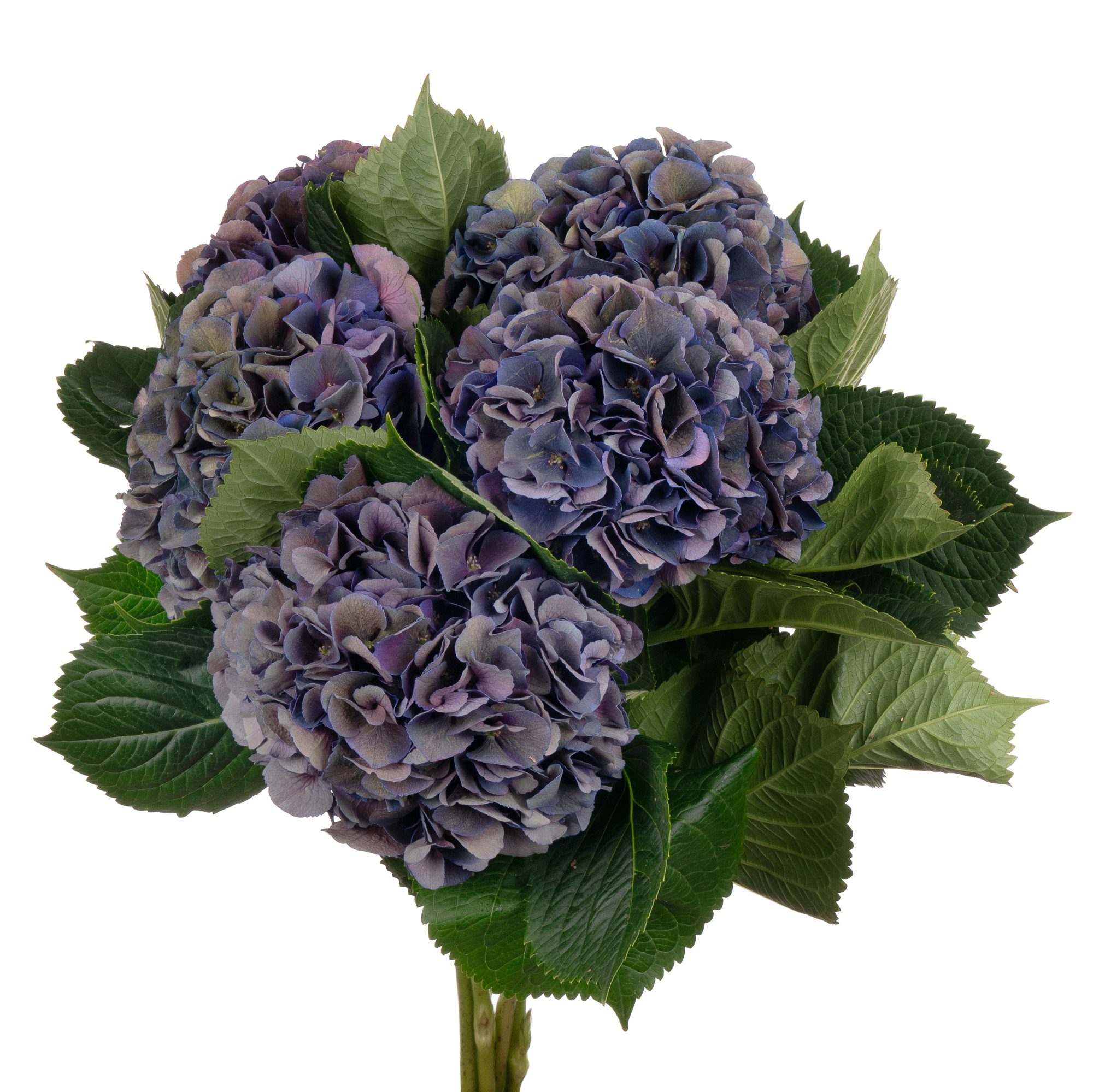 Buy Hydrangea royal king classic wholesale in Dubai | Gulf Flowers