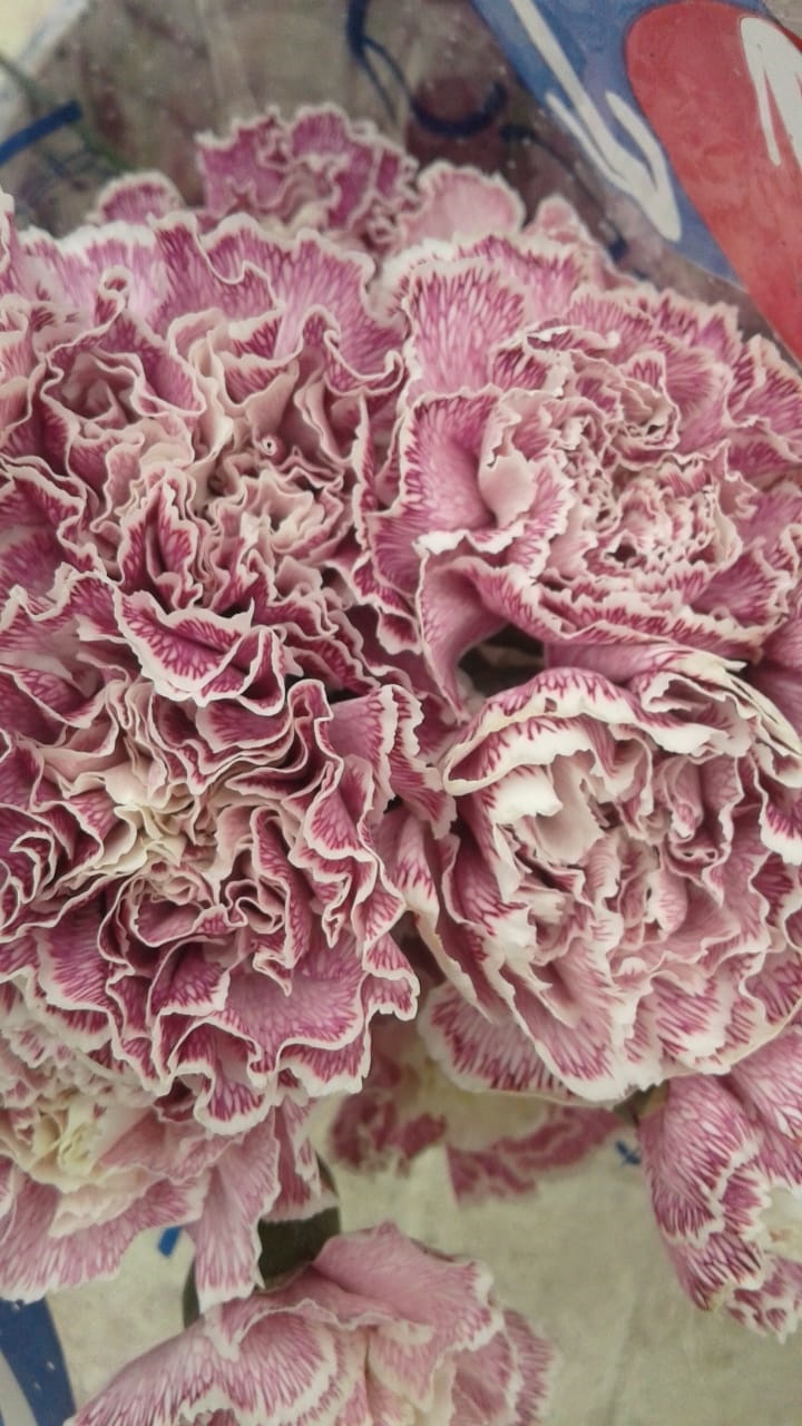 Buy Carnation tinted broly wholesale in Dubai | Gulf Flowers