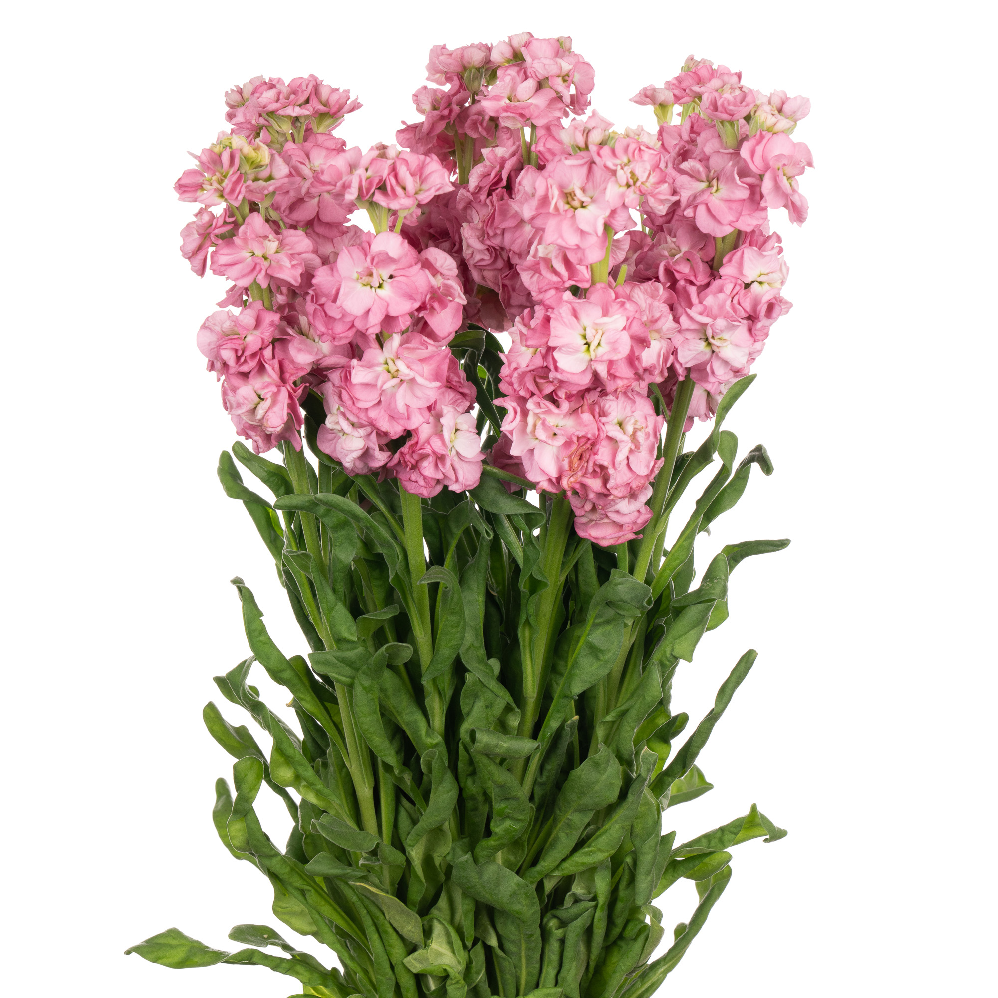 Buy Matthiola pink antique wholesale in Dubai | Gulf Flowers