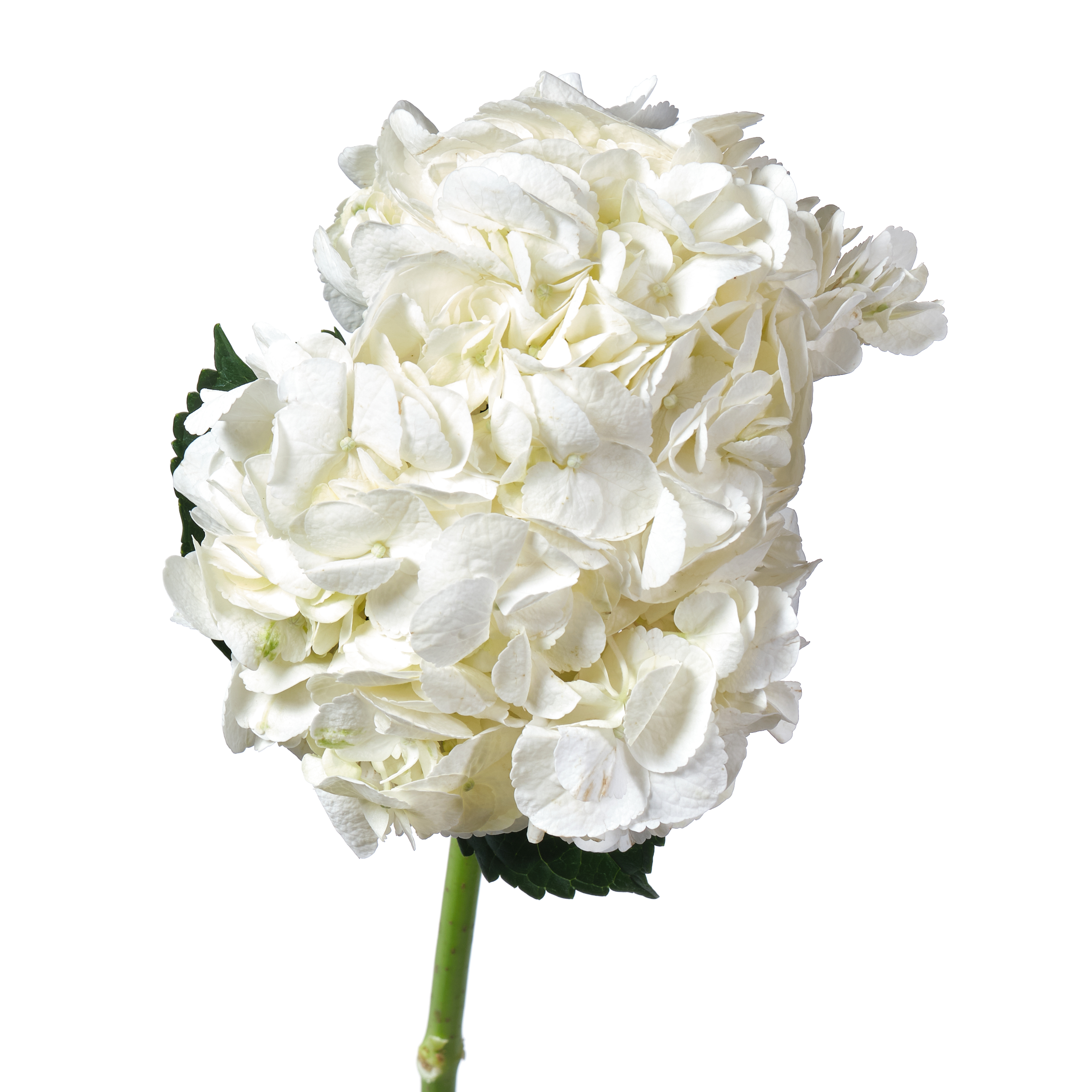 Buy Hydrangea ice age wholesale in Dubai | Gulf Flowers
