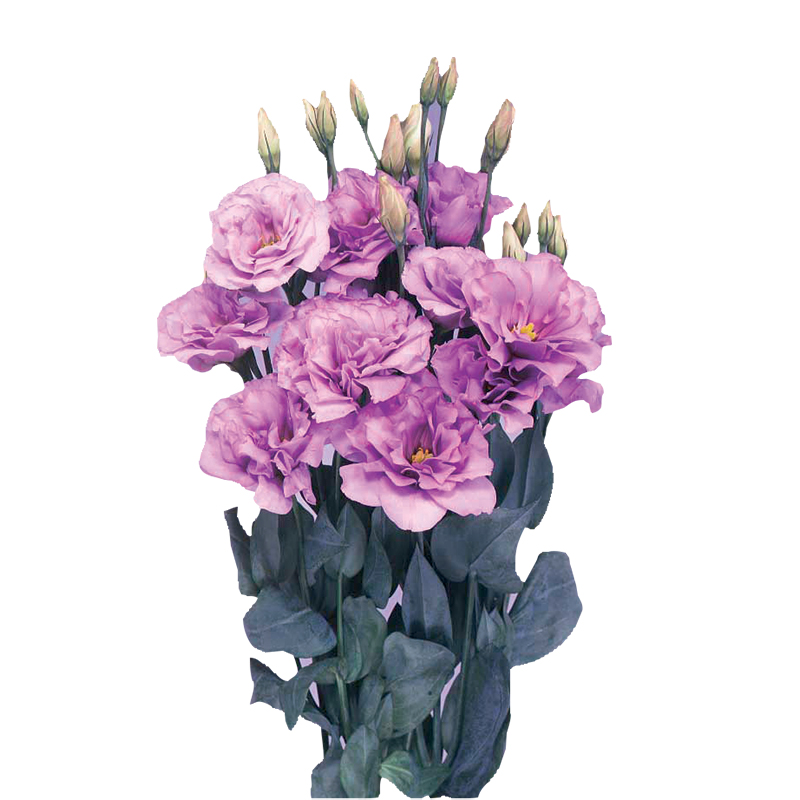 Buy Eustoma double alissa lavender wholesale in Dubai | Gulf Flowers