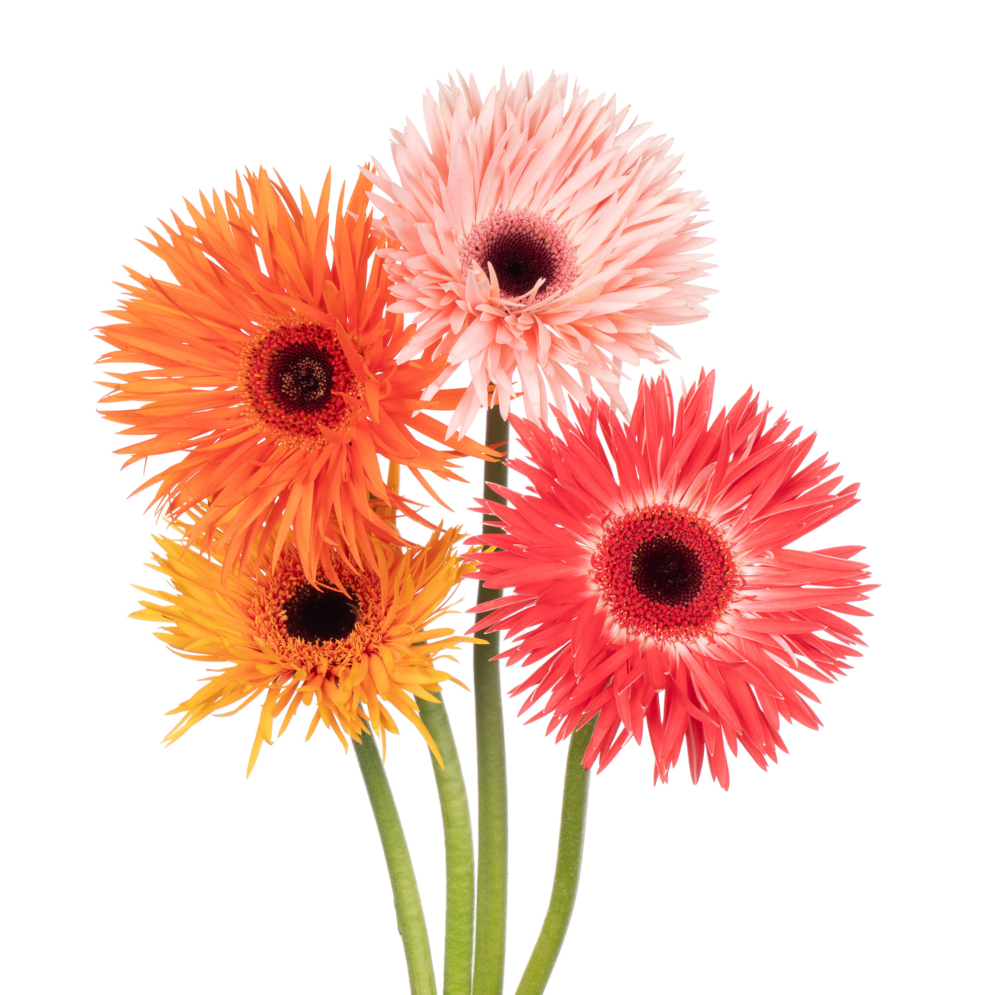 Buy Gerbera gerspider mix wholesale in Dubai | Gulf Flowers