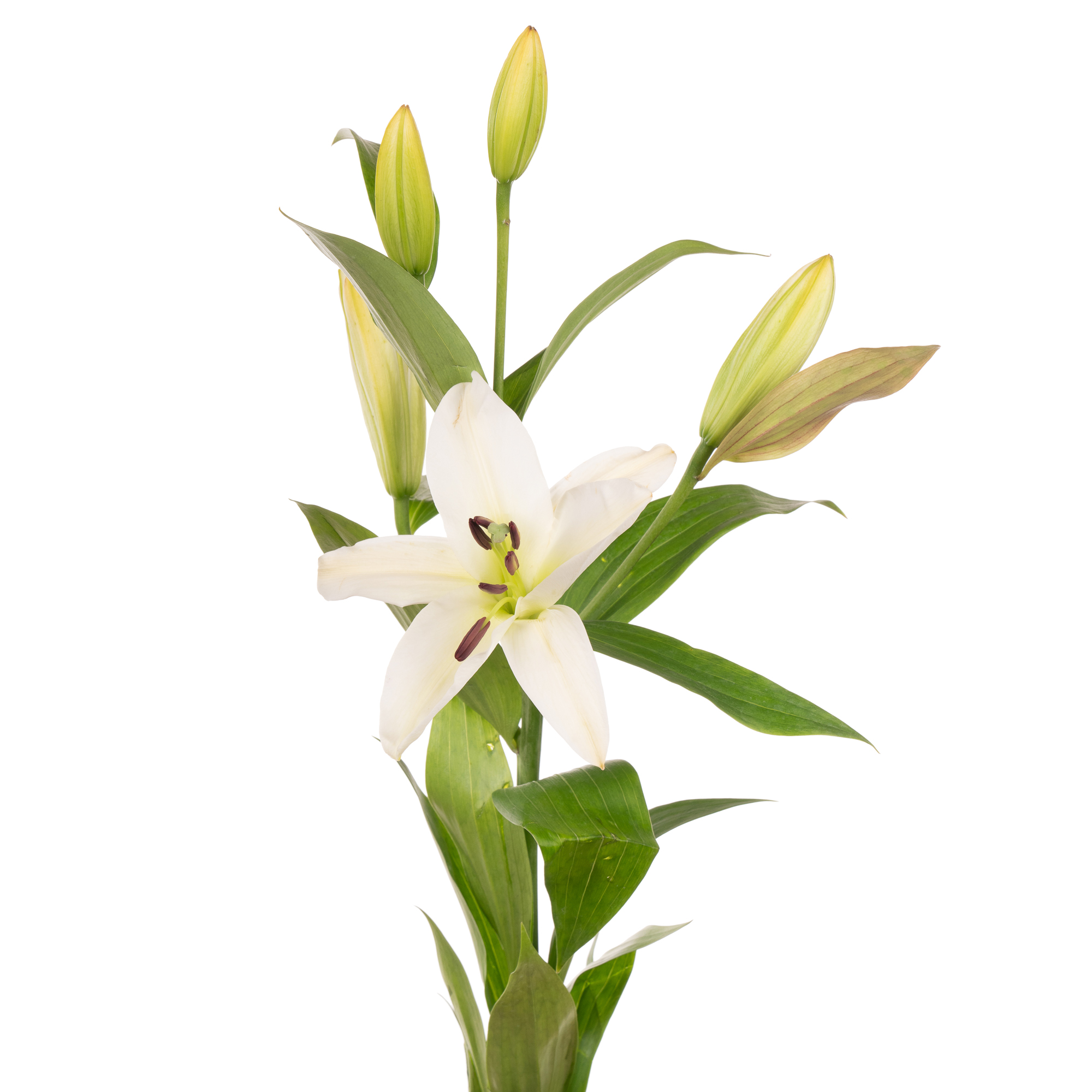 Buy Lilium ot hybrid petacas wholesale in Dubai | Gulf Flowers