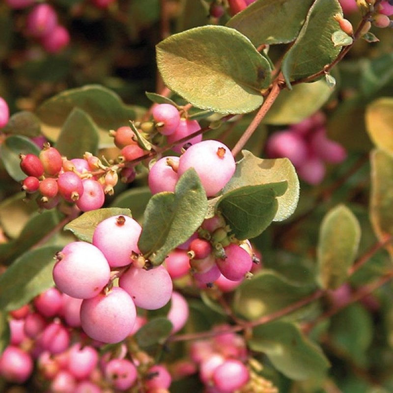 Buy Symphoricarpos magical ruby giant wholesale in Dubai | Gulf Flowers