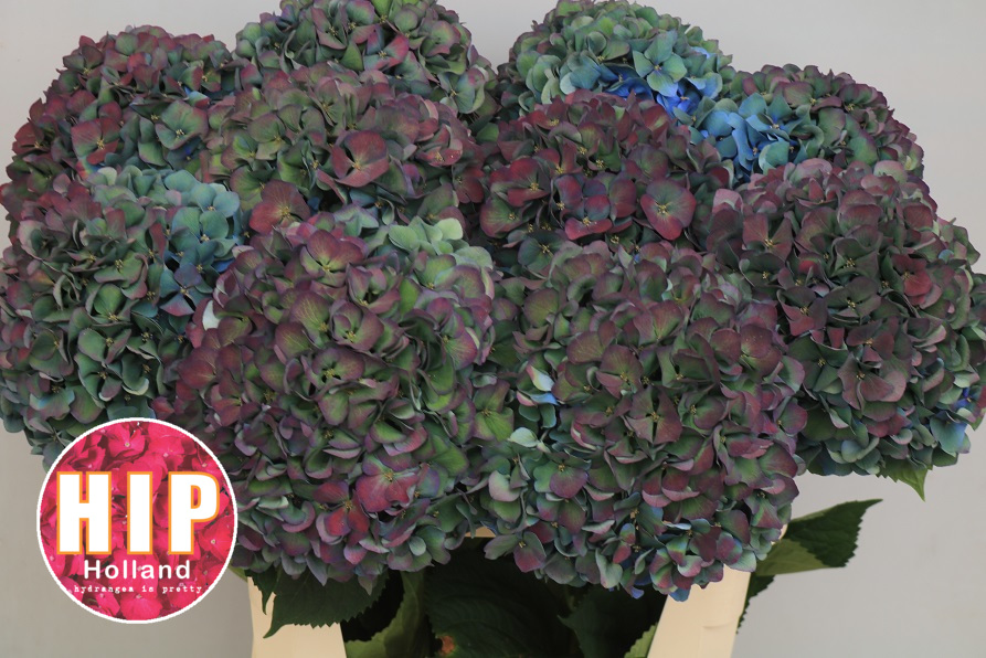 Buy Hydrangea pimpernel classic green violet wholesale in Dubai | Gulf ...