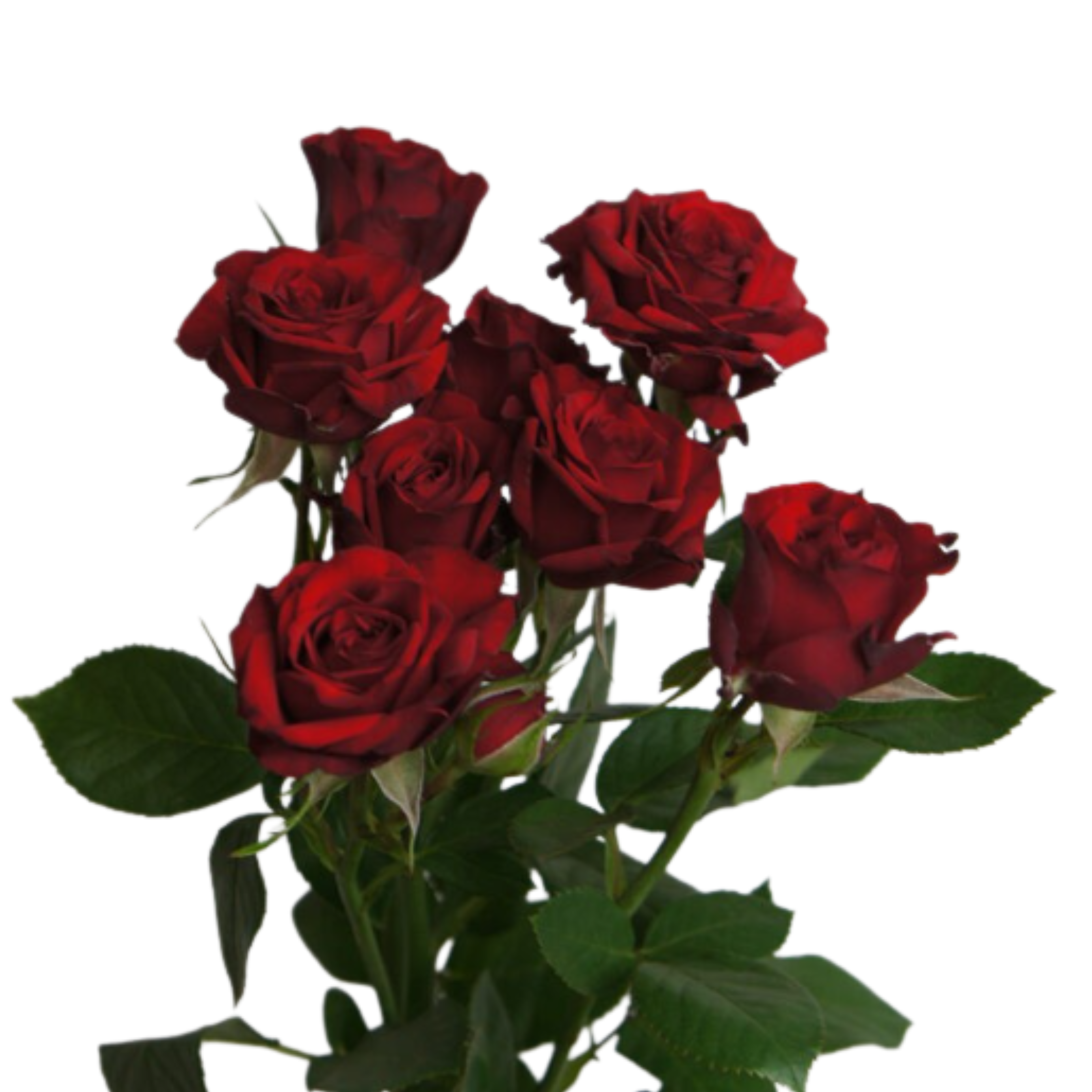 Buy Rose spray vermillion granite wholesale in Dubai | Gulf Flowers