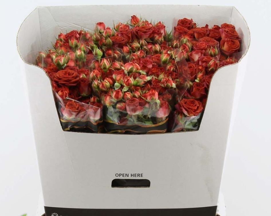 Buy Rose spray chocolate bubbles wholesale in Dubai | Gulf Flowers