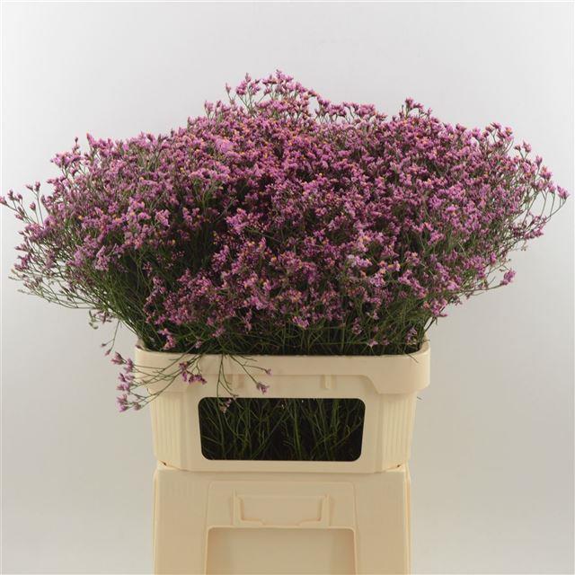 Buy Limonium tiffany diamond wholesale in Dubai | Gulf Flowers