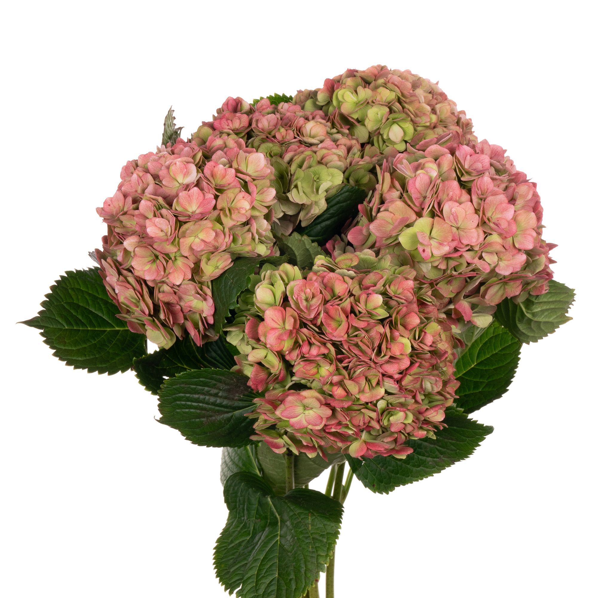 Buy Hydrangea adora classic pink wholesale in Dubai | Gulf Flowers