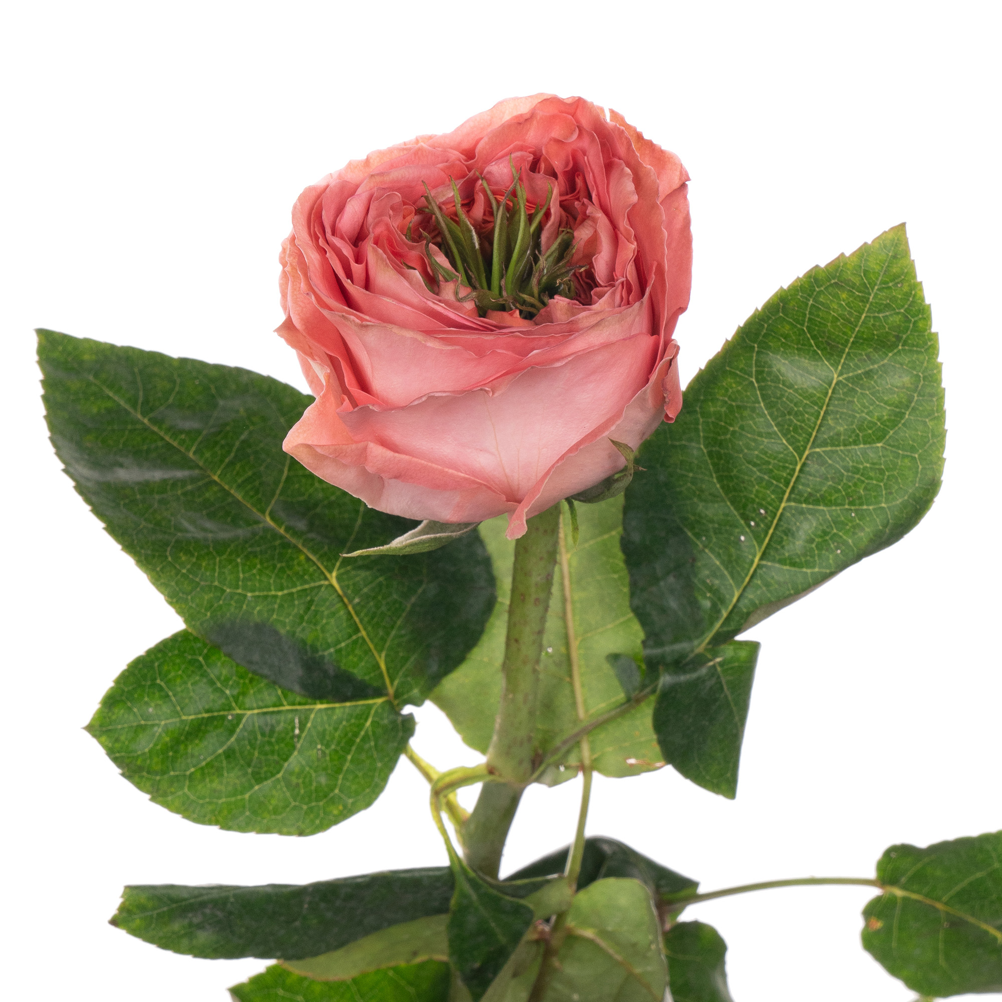 Buy Rose mandarin x-pression wholesale in Dubai | Gulf Flowers