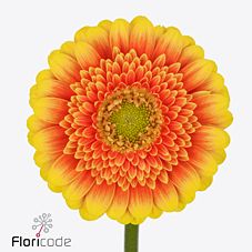 Buy Gerbera mini ariba wholesale in Dubai | Gulf Flowers