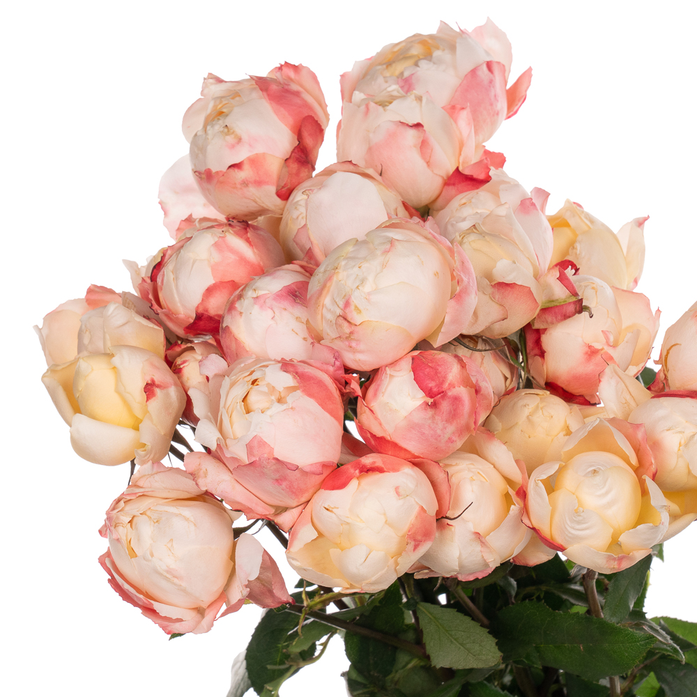 Buy Rose spray princess suki wholesale in Dubai | Gulf Flowers