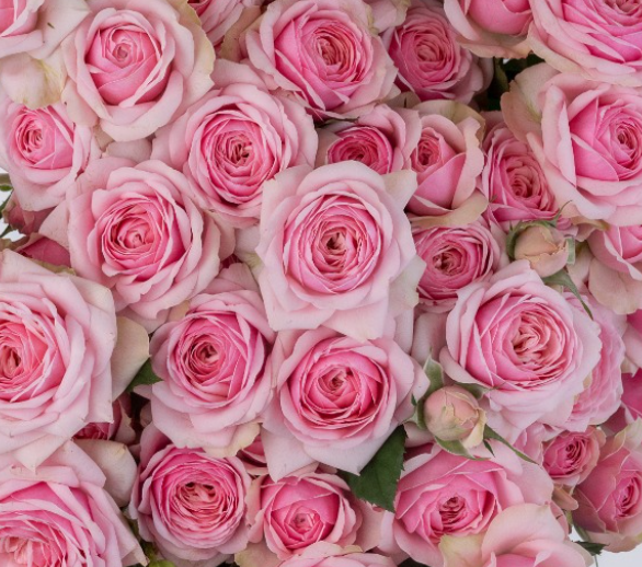 Buy Rose spray satori wholesale in Dubai | Gulf Flowers