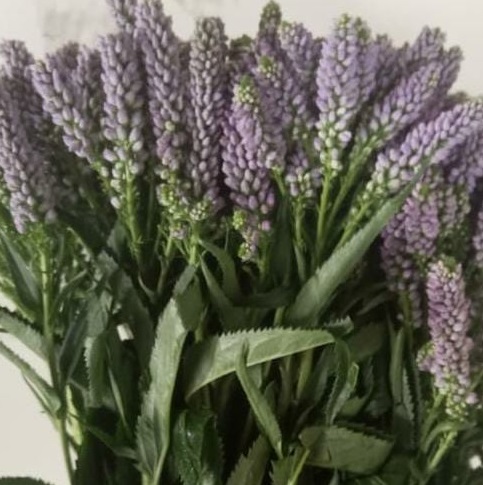 Buy Veronica spray skyler pink wholesale in Dubai | Gulf Flowers