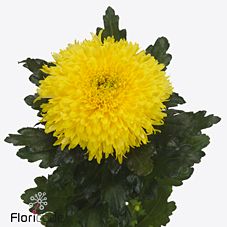 Buy Chrysanthemum etrusko sunny wholesale in Dubai | Gulf Flowers