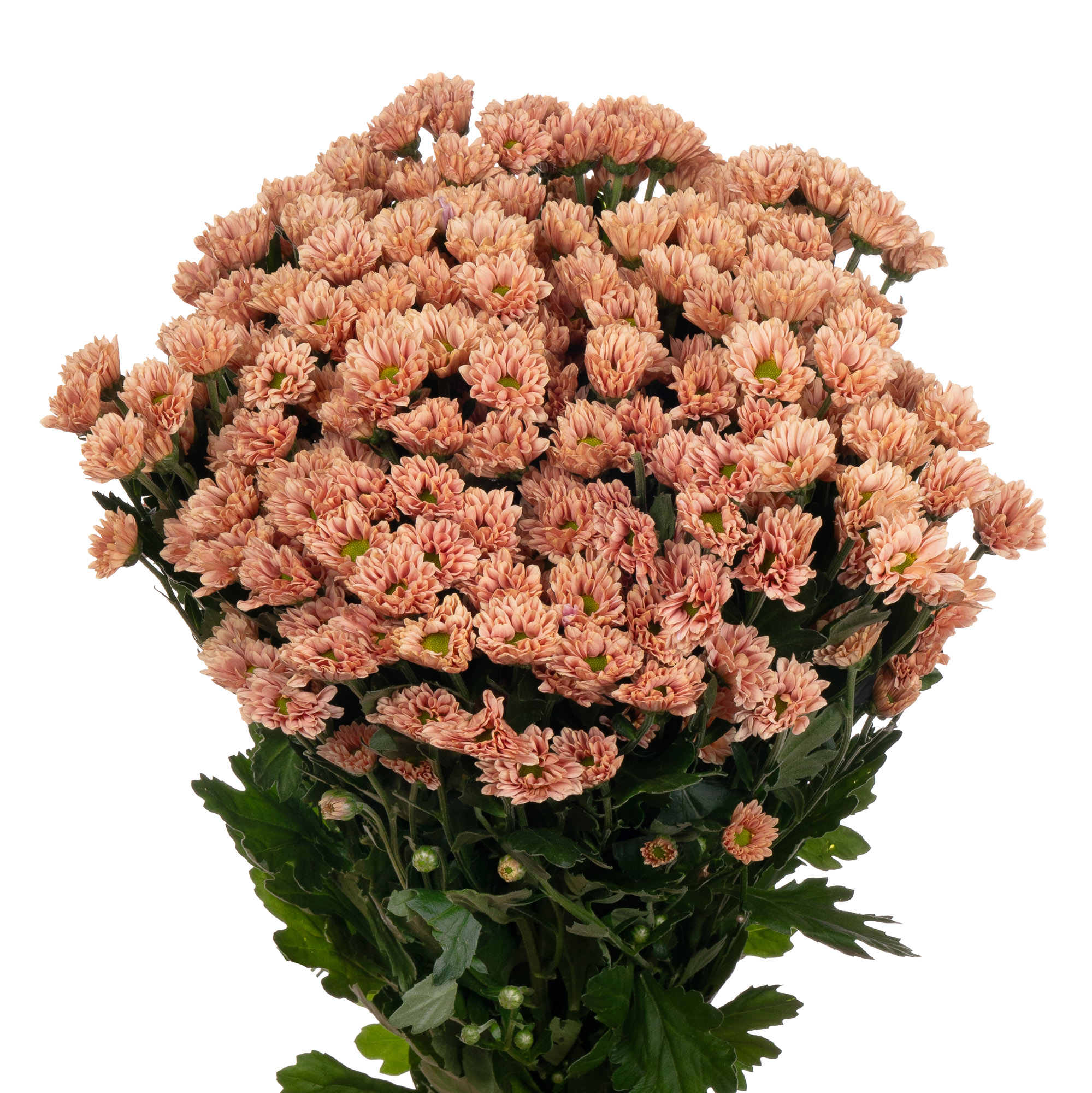 Buy Chrysanthemum santini kindly salmon wholesale in Dubai | Gulf Flowers