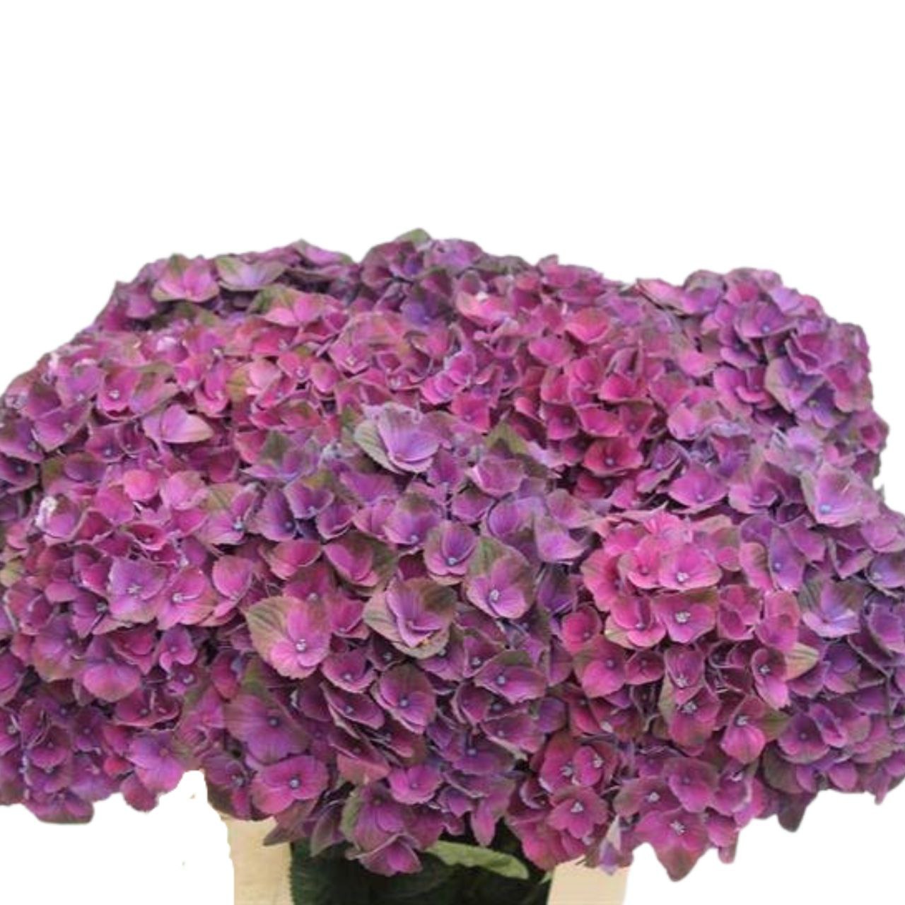 Buy Hydrangea magical mistral wholesale in Dubai | Gulf Flowers