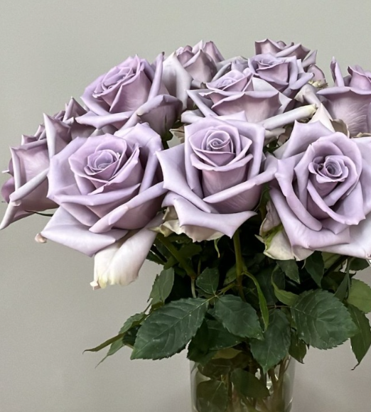 Buy Rose shocking blue wholesale in Dubai | Gulf Flowers