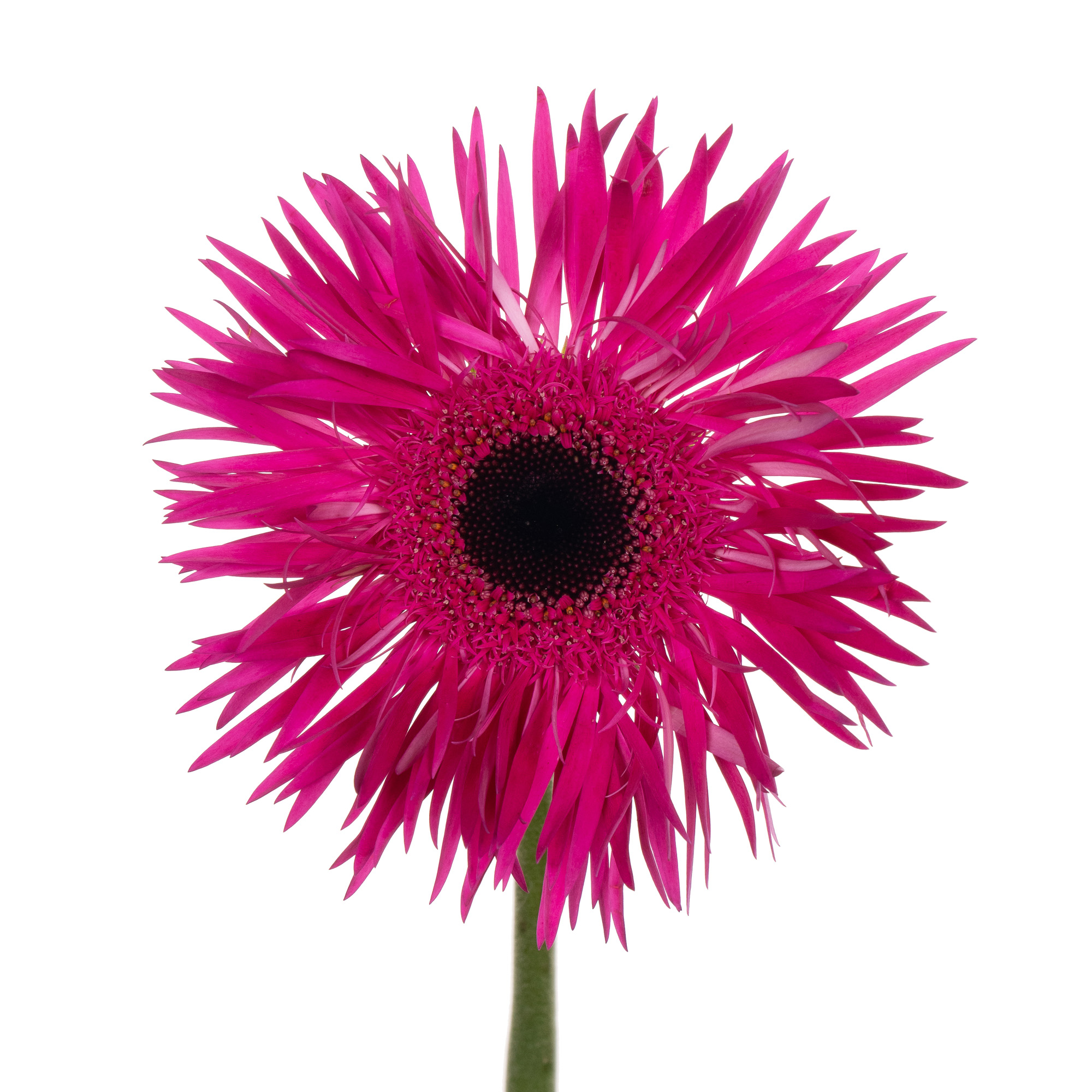 Buy Gerbera spider nola wholesale in Dubai | Gulf Flowers