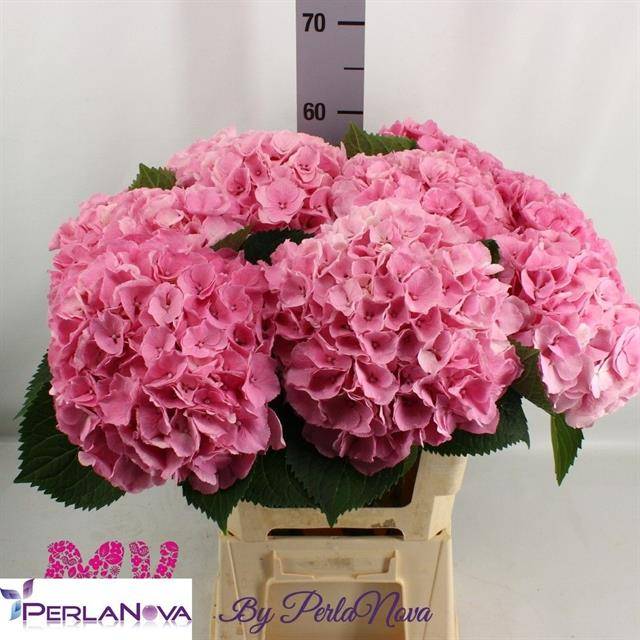 Buy Hydrangea my beautiful heaven wholesale in Dubai | Gulf Flowers