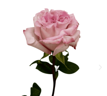 Buy Rose powder puff wholesale in Dubai | Gulf Flowers