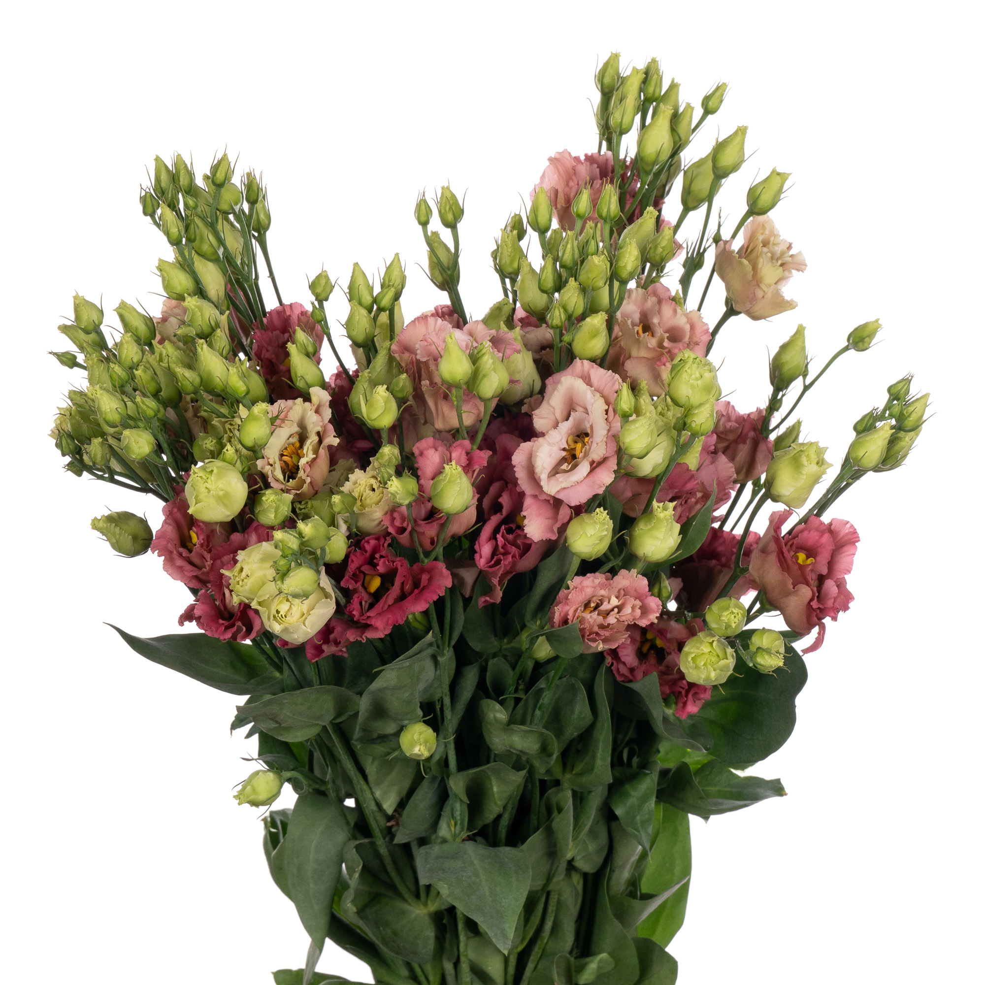 Buy Eustoma double elece retro rose wholesale in Dubai | Gulf Flowers